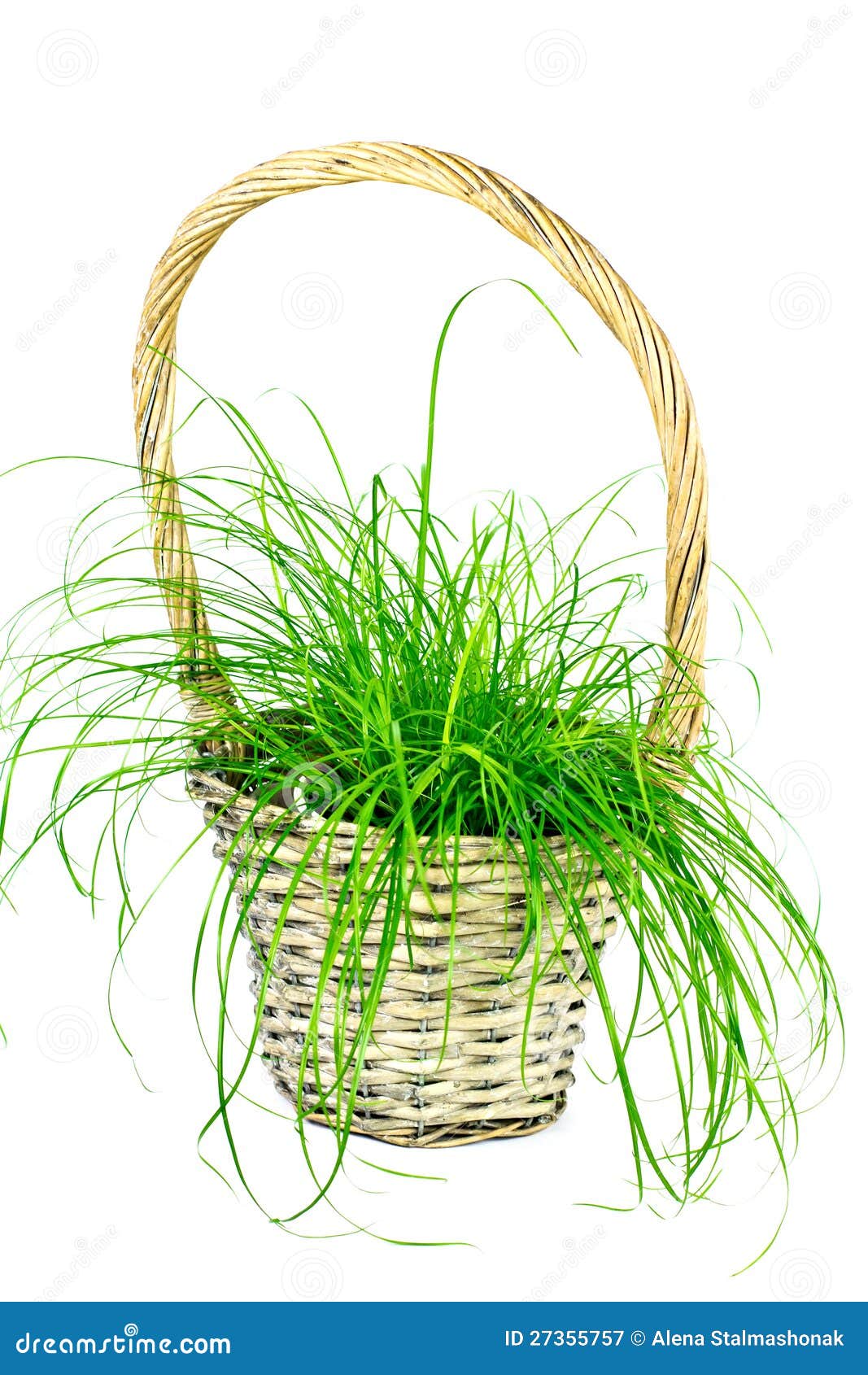Curly grass in the basket stock image. Image of little - 27355757