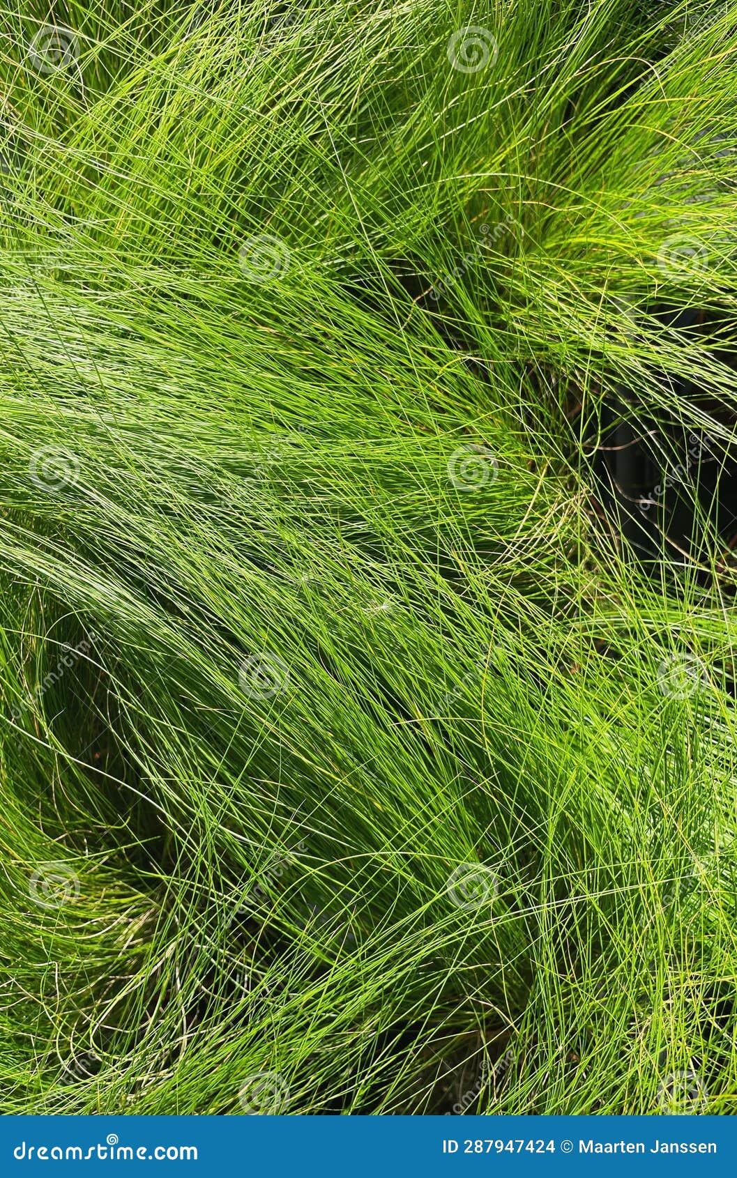 Grass waves stock photo. Image of green, curly, lines - 287947424