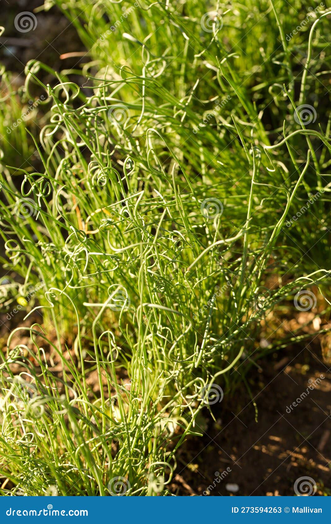 Curly Green Onions on a Spring Bed Stock Image - Image of freshness ...