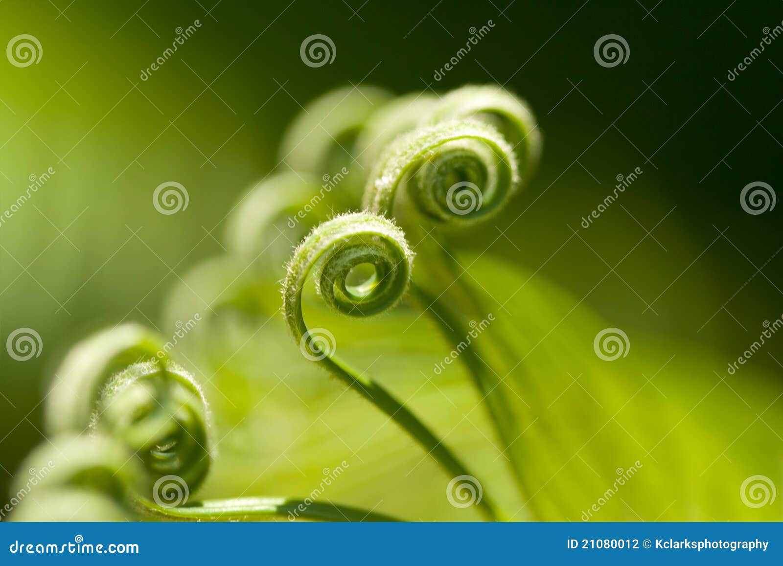 Curly Green Palm Tree Fronds Stock Photo - Image of curls, greenery ...