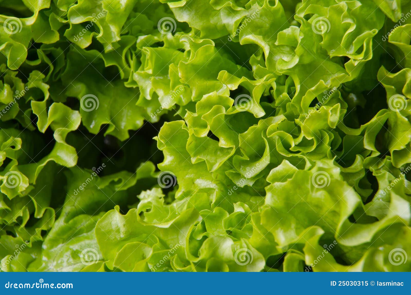 Curly green salad stock image. Image of fresh, appetizer - 25030315