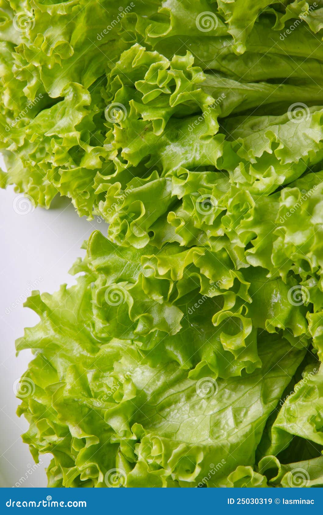 Curly green salad stock image. Image of healthy, curly - 25030319