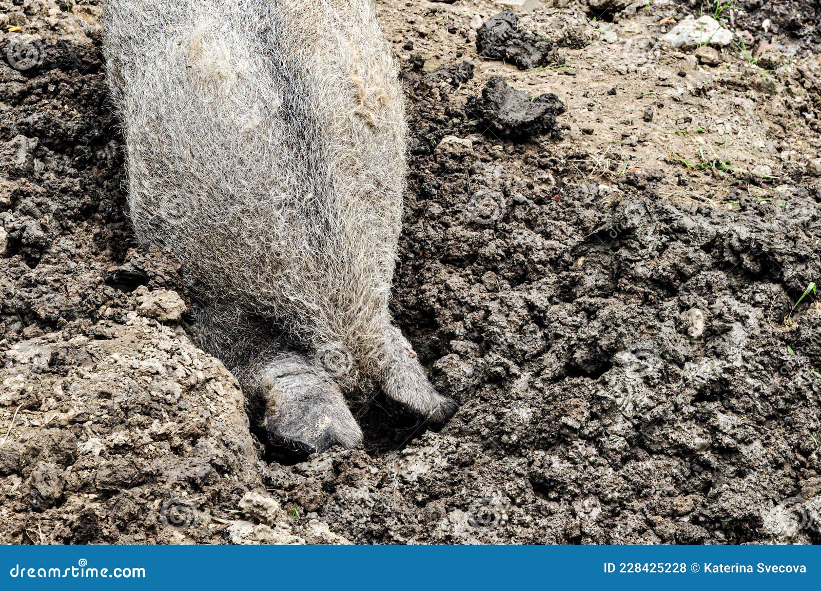 Digging pig stock photo. Image of trunk, boulder, wall - 228425228