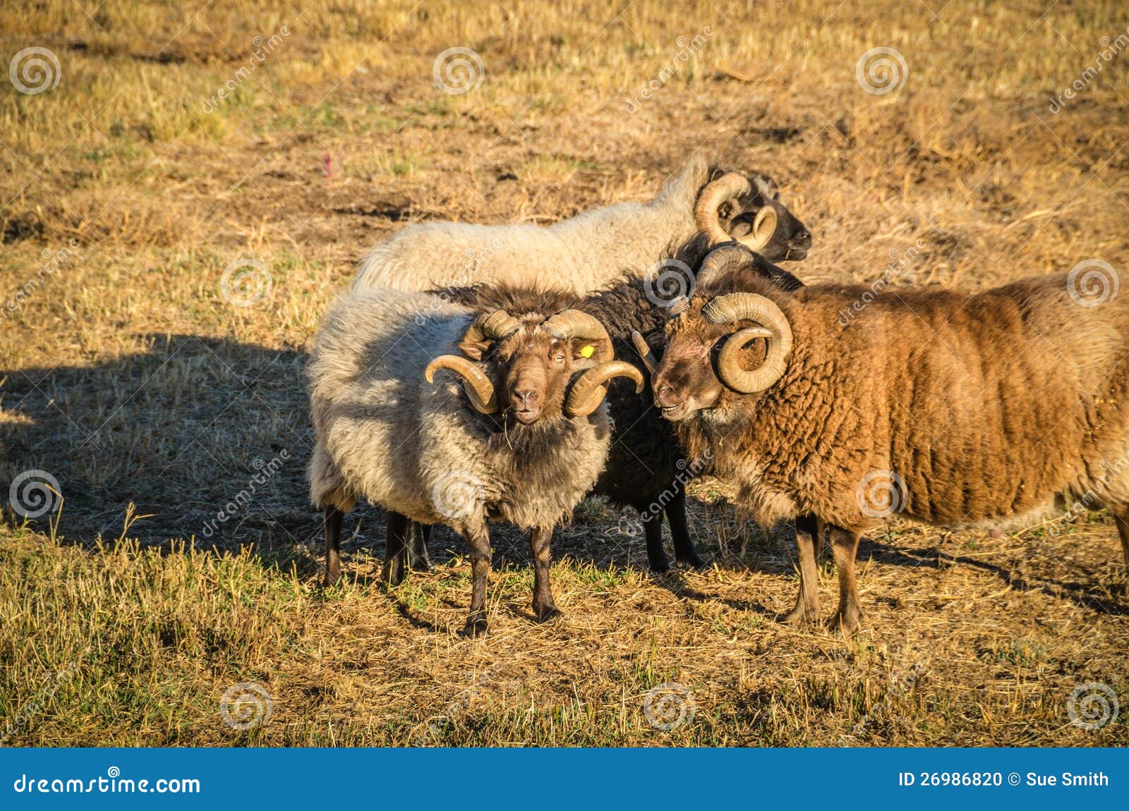 Curly Horned Sheep stock photo. Image of animals, ranch - 26986820