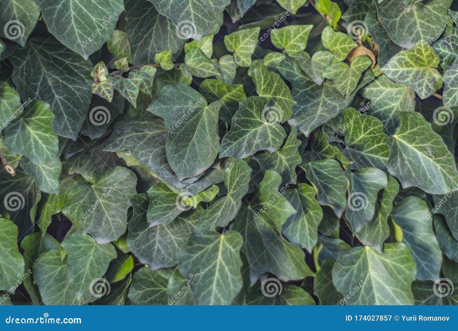 Curly Ivy in Spring. Spring Background Stock Image - Image of ...