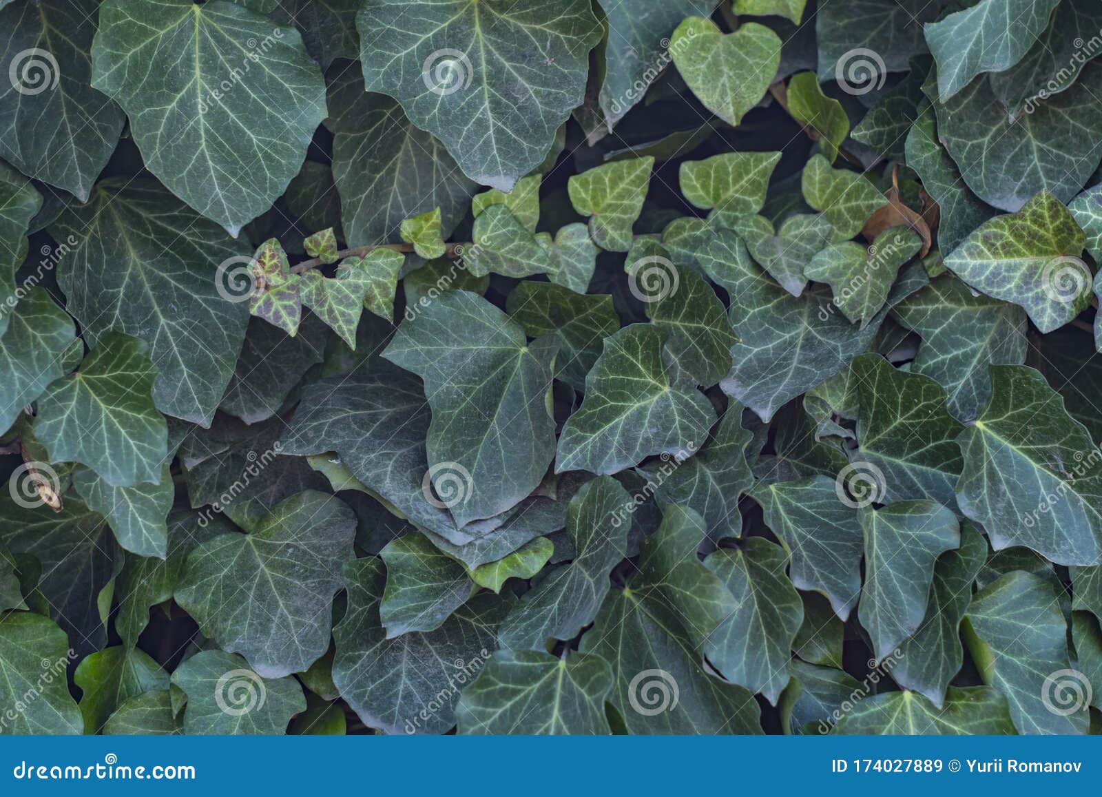 Curly Ivy in Spring. Spring Background Stock Image - Image of ...