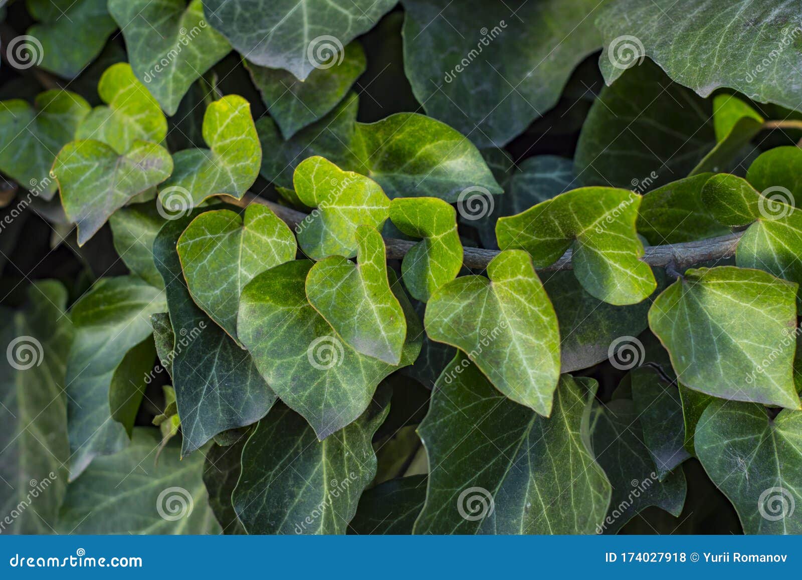 Curly Ivy in Spring. Spring Background Stock Photo - Image of ...