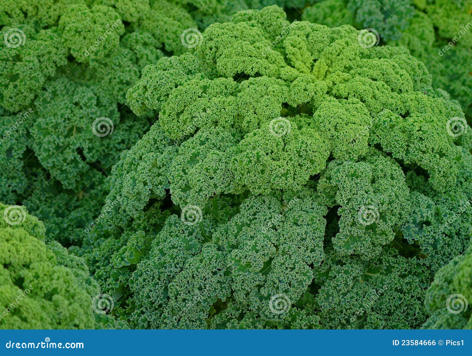 Curly kale stock photo. Image of sabellica, field, brassica - 23584666
