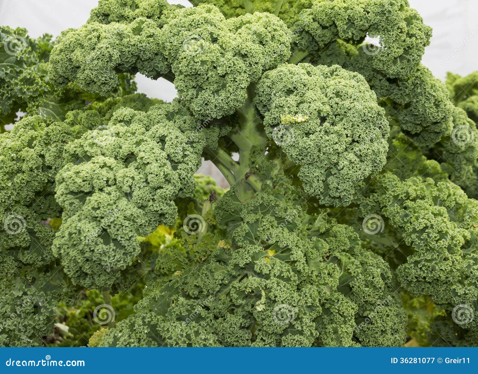 Curly Kale or Borecole Vegetable Stock Image - Image of food, leaves ...