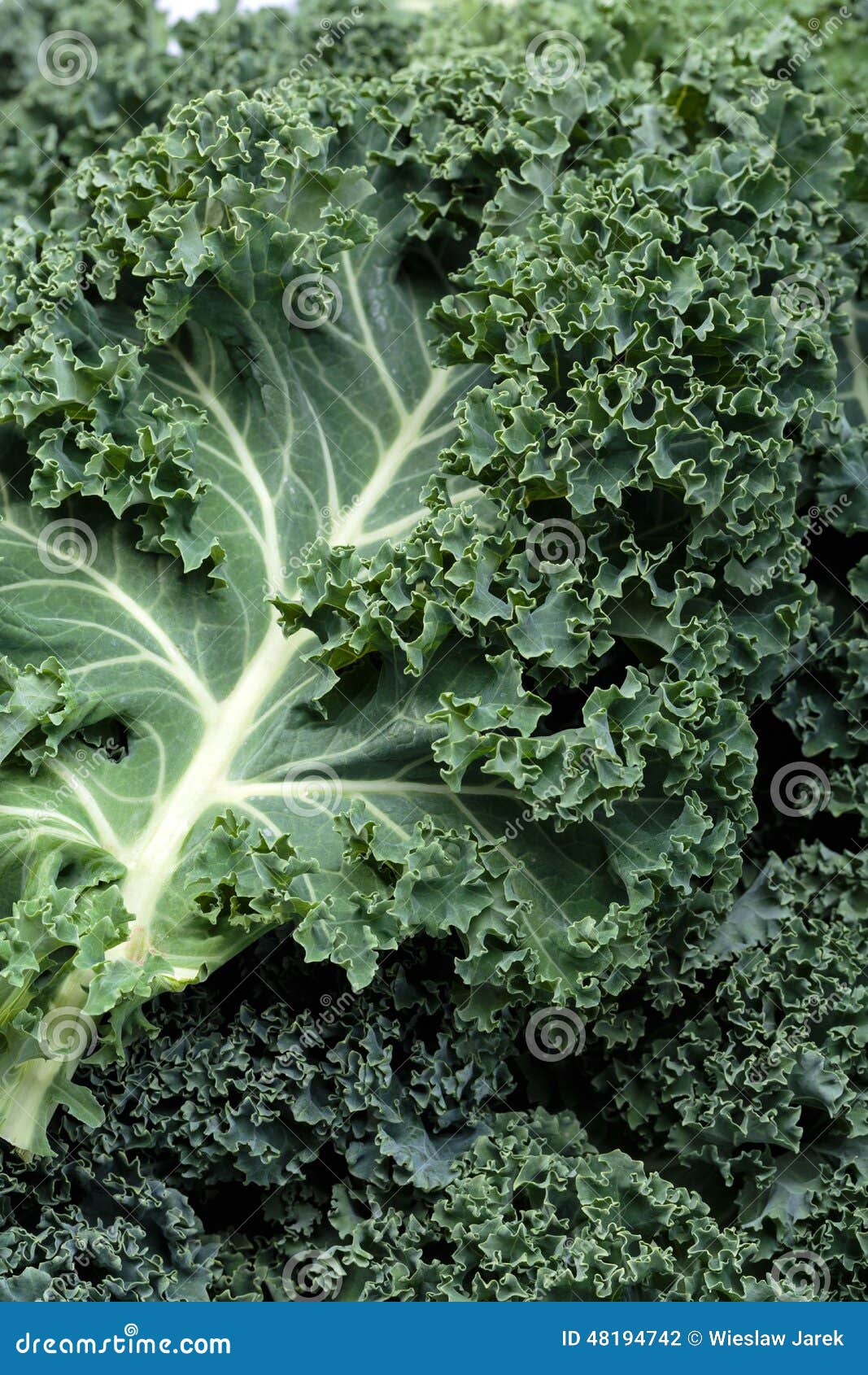 Curly kale stock photo. Image of cale, leaves, agriculture - 48194742