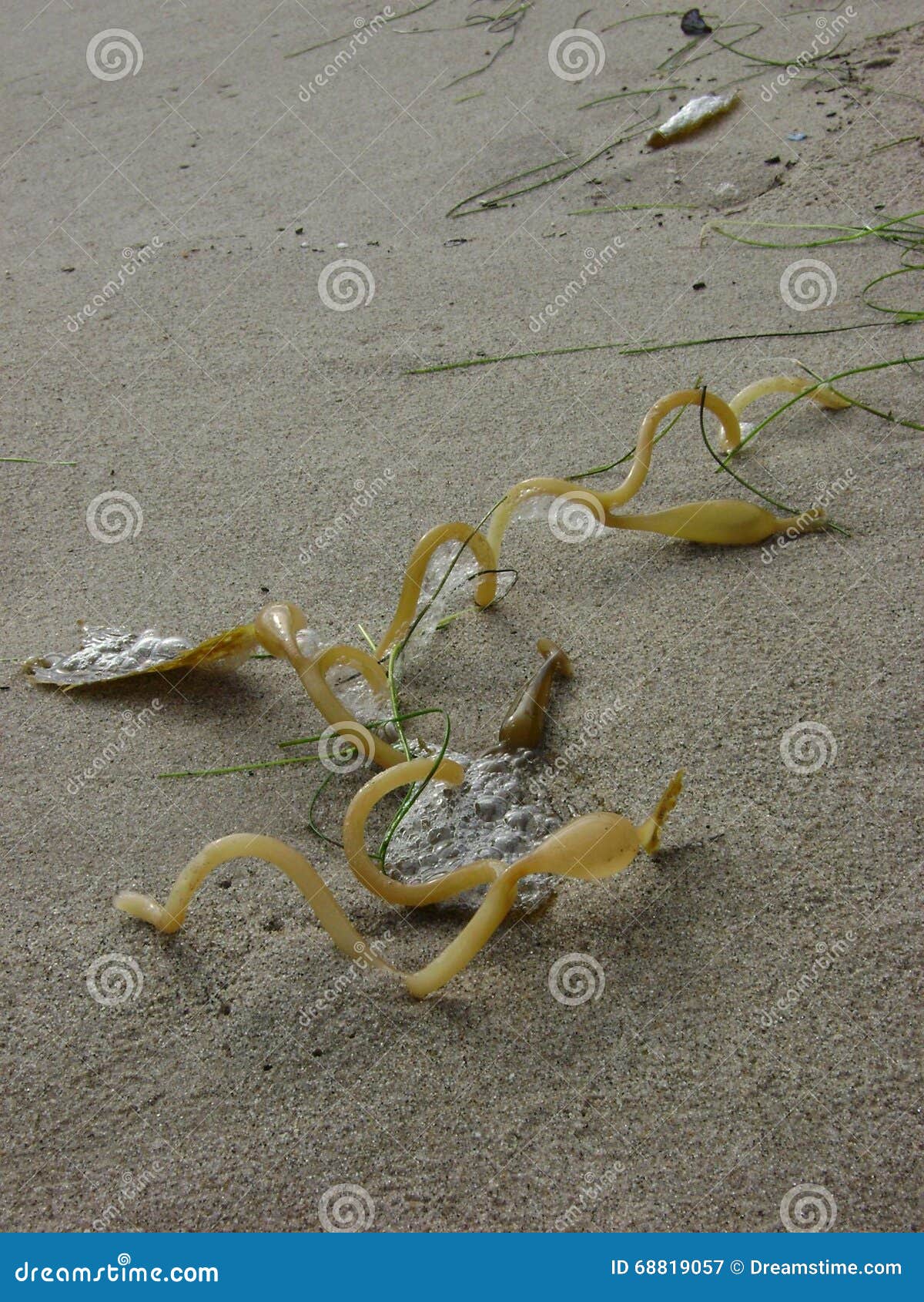 Curly Kelp Strand and Bubbles on Beach Sand Stock Image - Image of ...