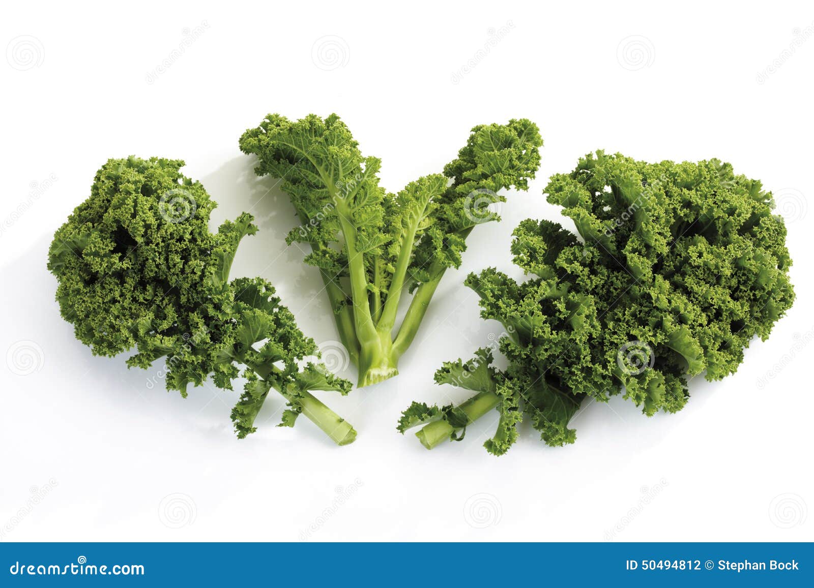 Curly-leaf kale stock photo. Image of white, natural - 50494812