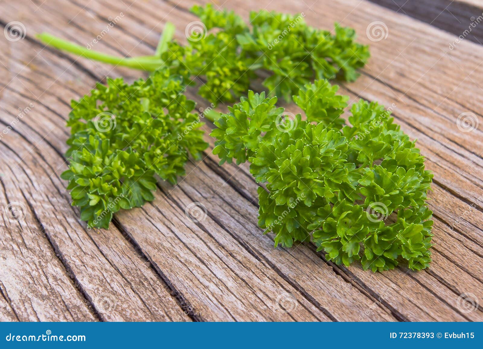 Curly Leaf Parsley on a Wooden Surface. Stock Image - Image of crispum ...