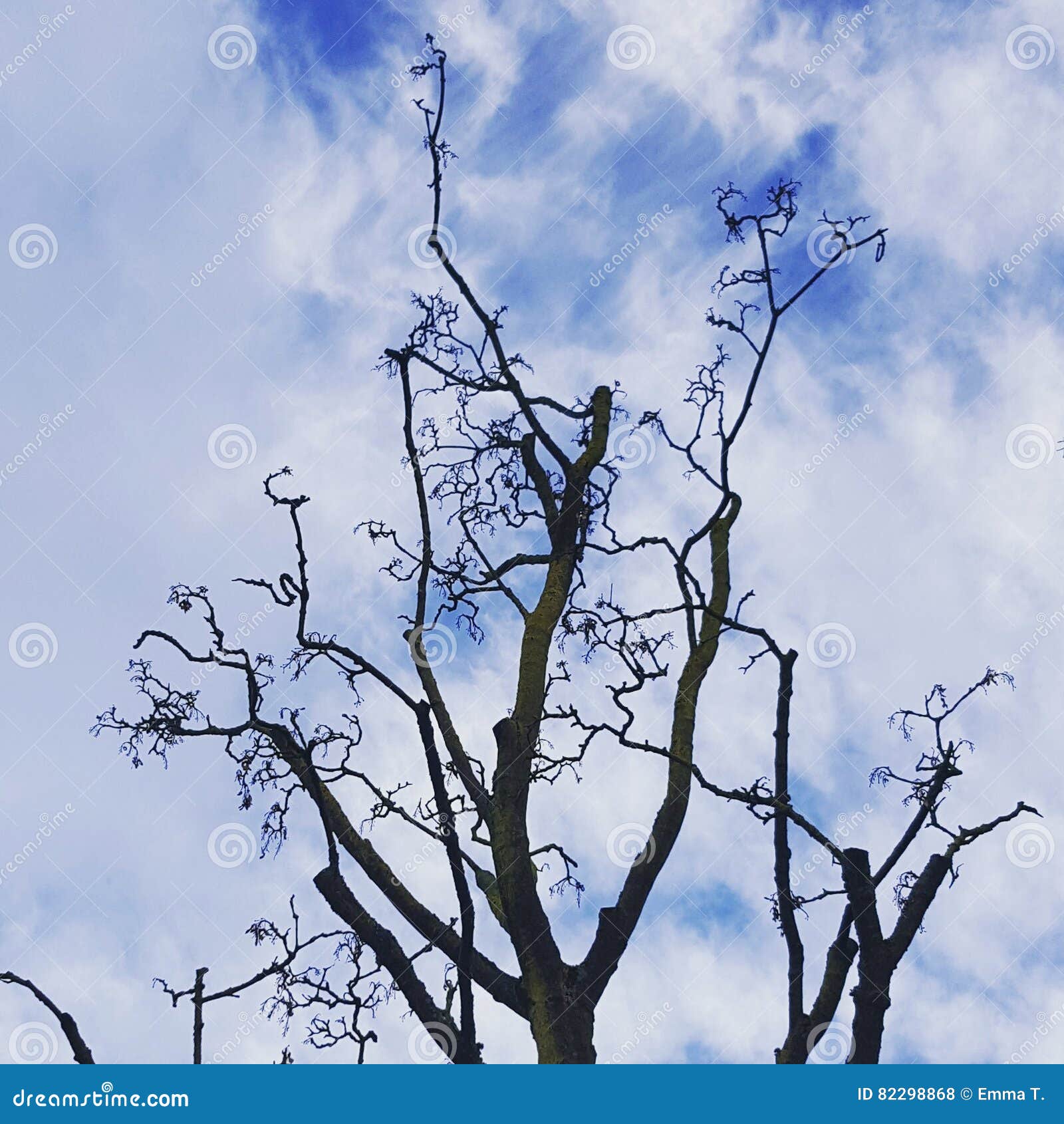 Curly leafless tree stock photo. Image of blue, leafless - 82298868
