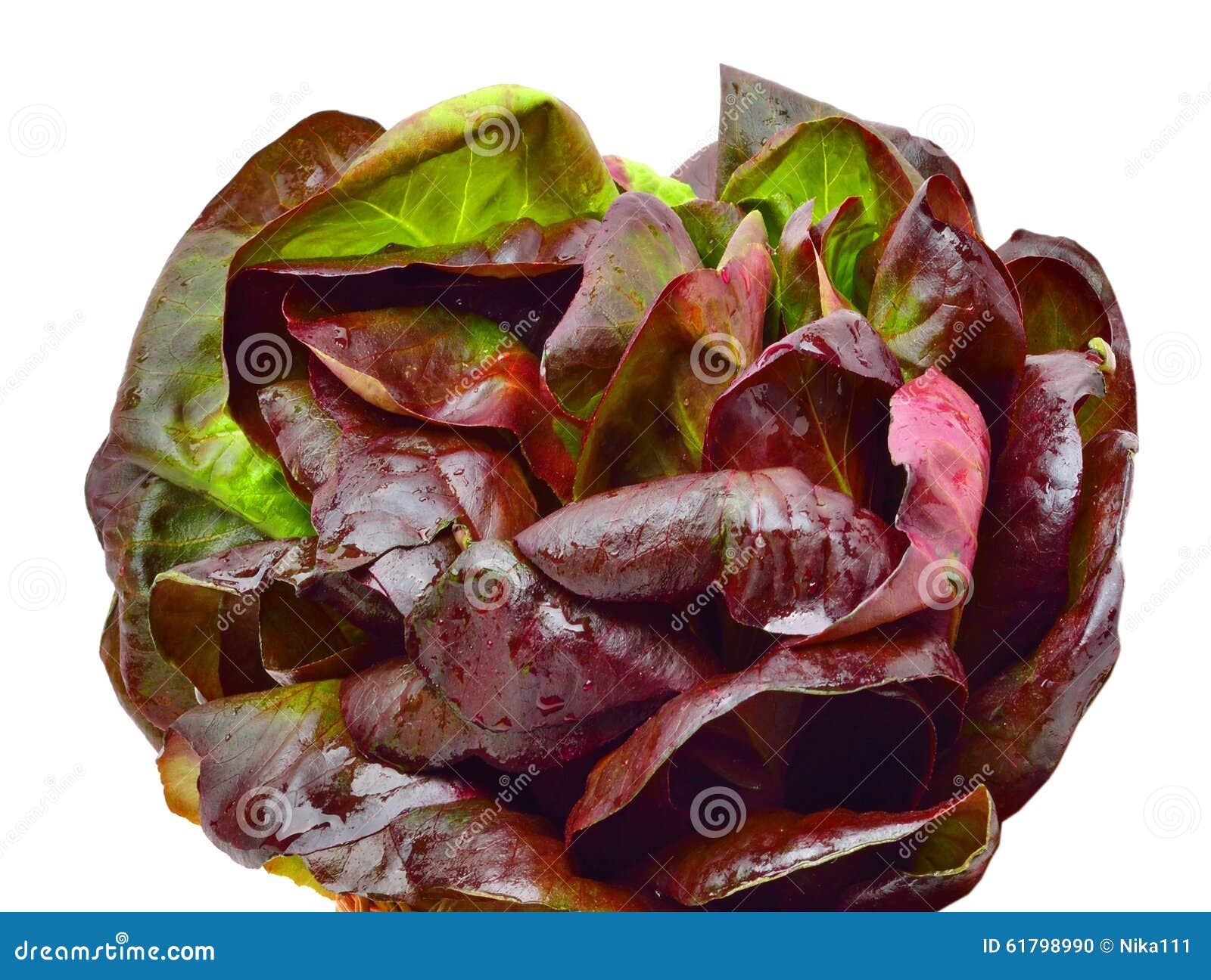 Curly lettuce stock photo. Image of harvest, life, head - 61798990