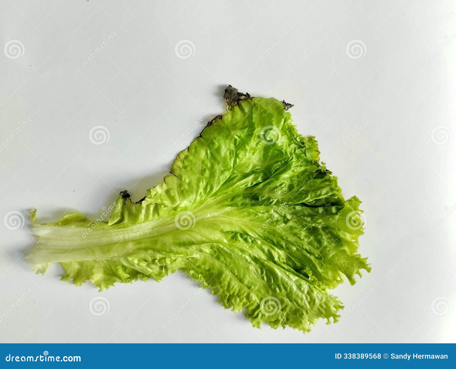 Curly Lettuce (Lactuca Sativa) Experiencing Tip Burn or Burnt Leaf Tips ...