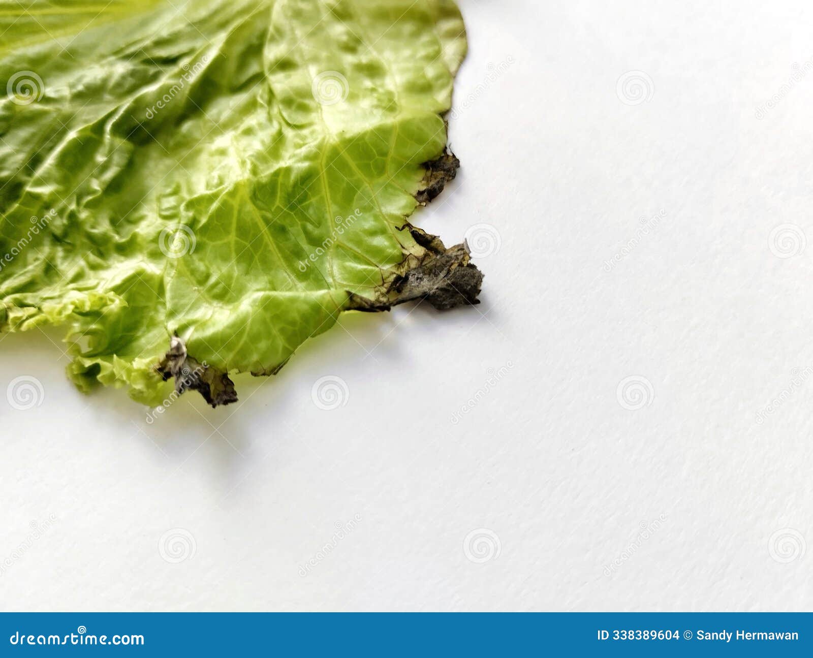 Curly Lettuce (Lactuca Sativa) Experiencing Tip Burn or Burnt Leaf Tips ...