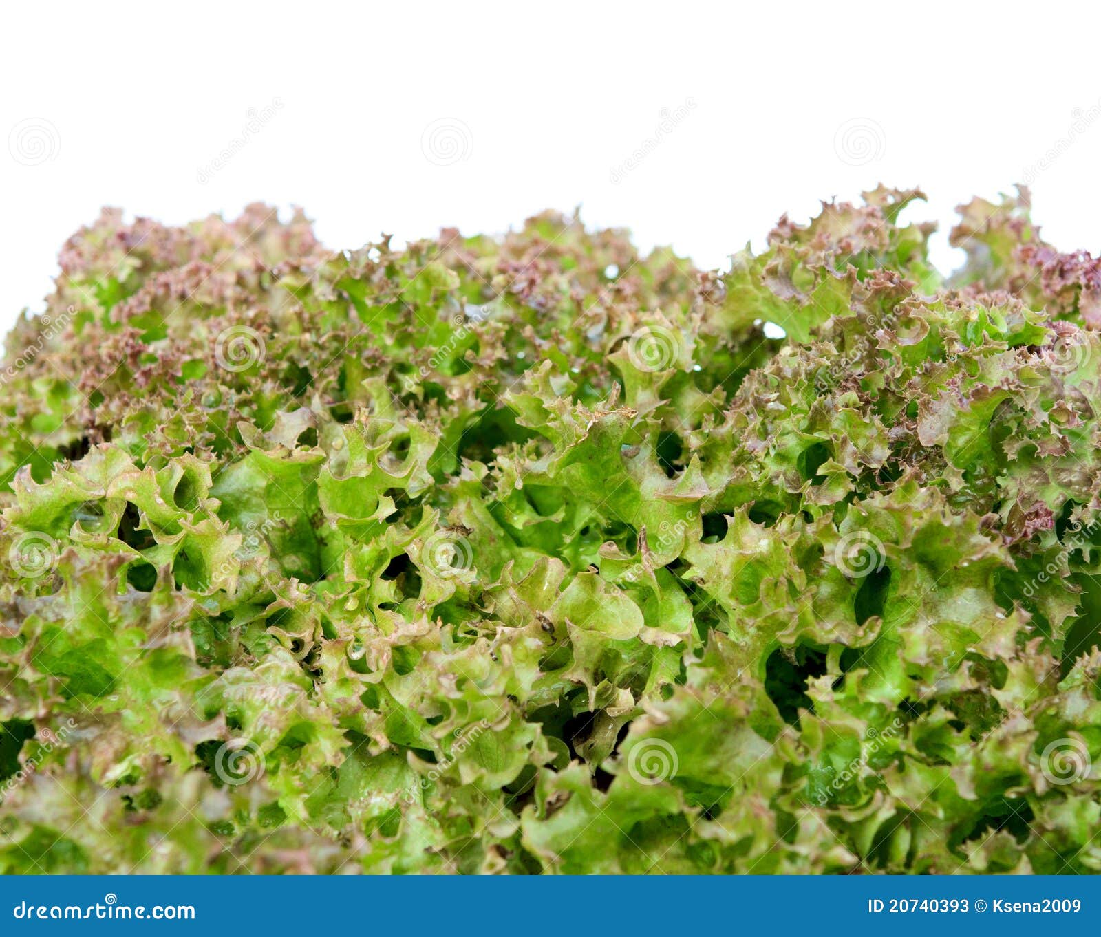 Curly lettuce leaves stock image. Image of agriculture - 20740393 Curly lettuce leaves stock image. Image of agriculture - 20740393