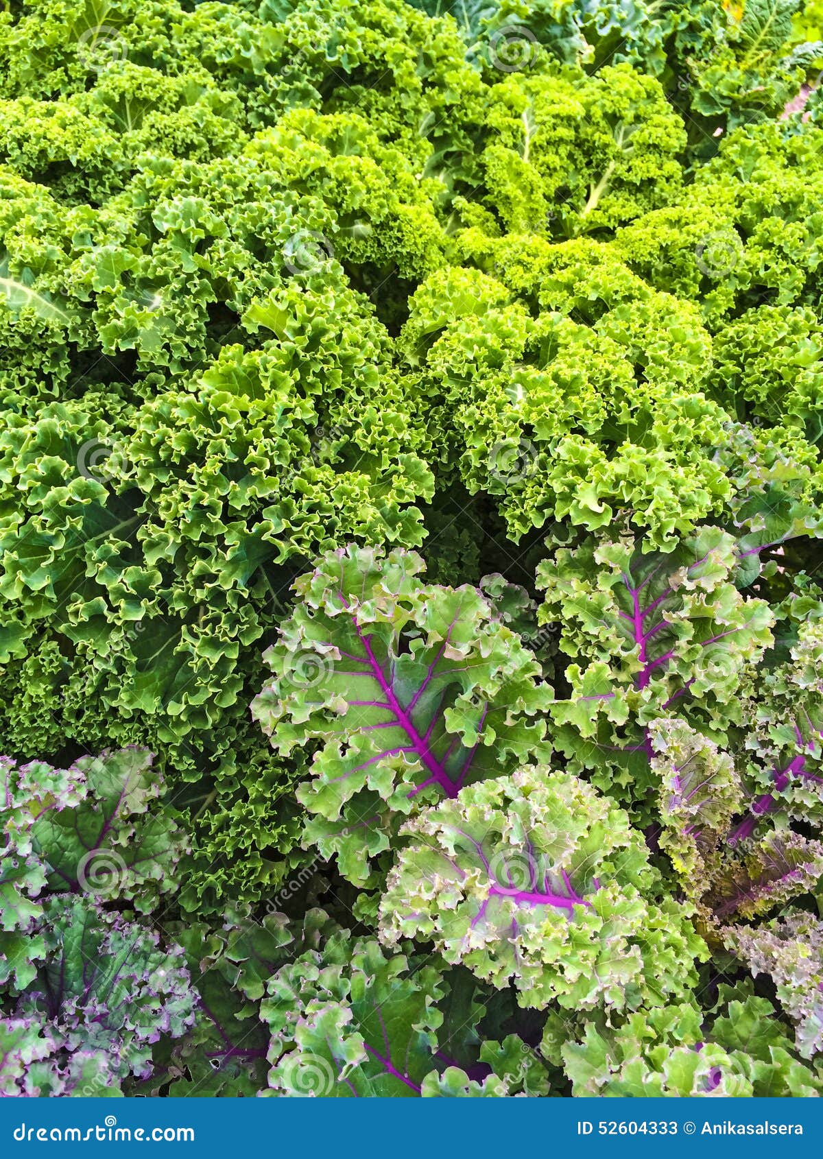 Curly Lettuce in Summer Vegetable Garden Stock Image - Image of greens ...