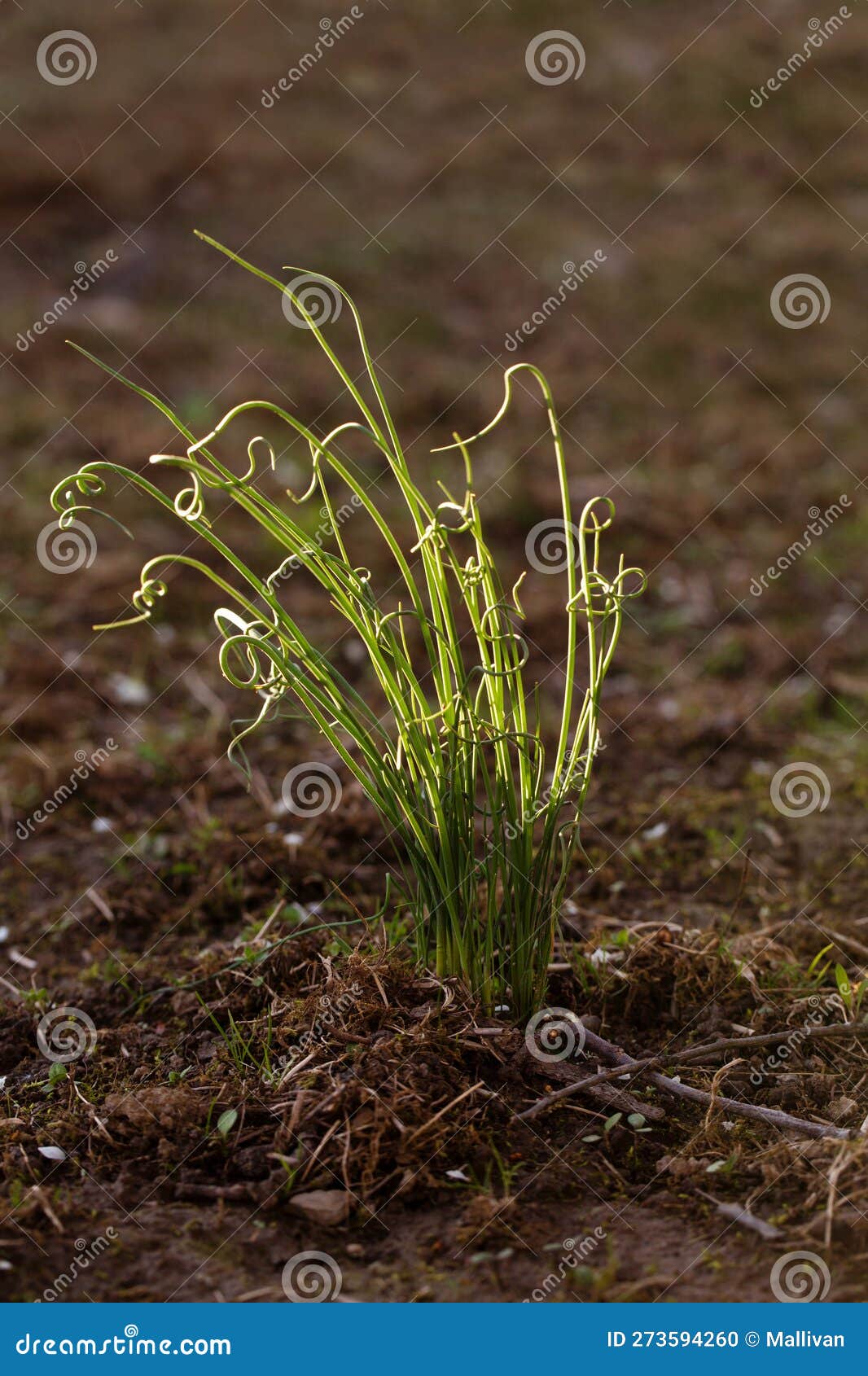 Curly Mini Onions on a Spring Bed Stock Photo - Image of field ...