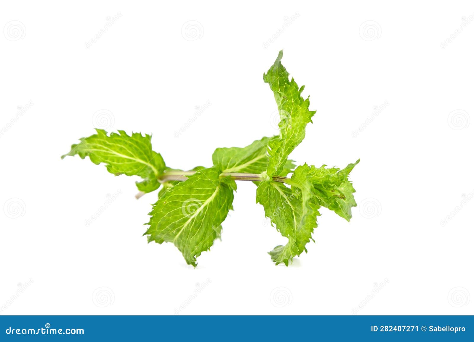 Curly Mint Leaves Isolated on White Background. Fresh Green Mint Stock ...