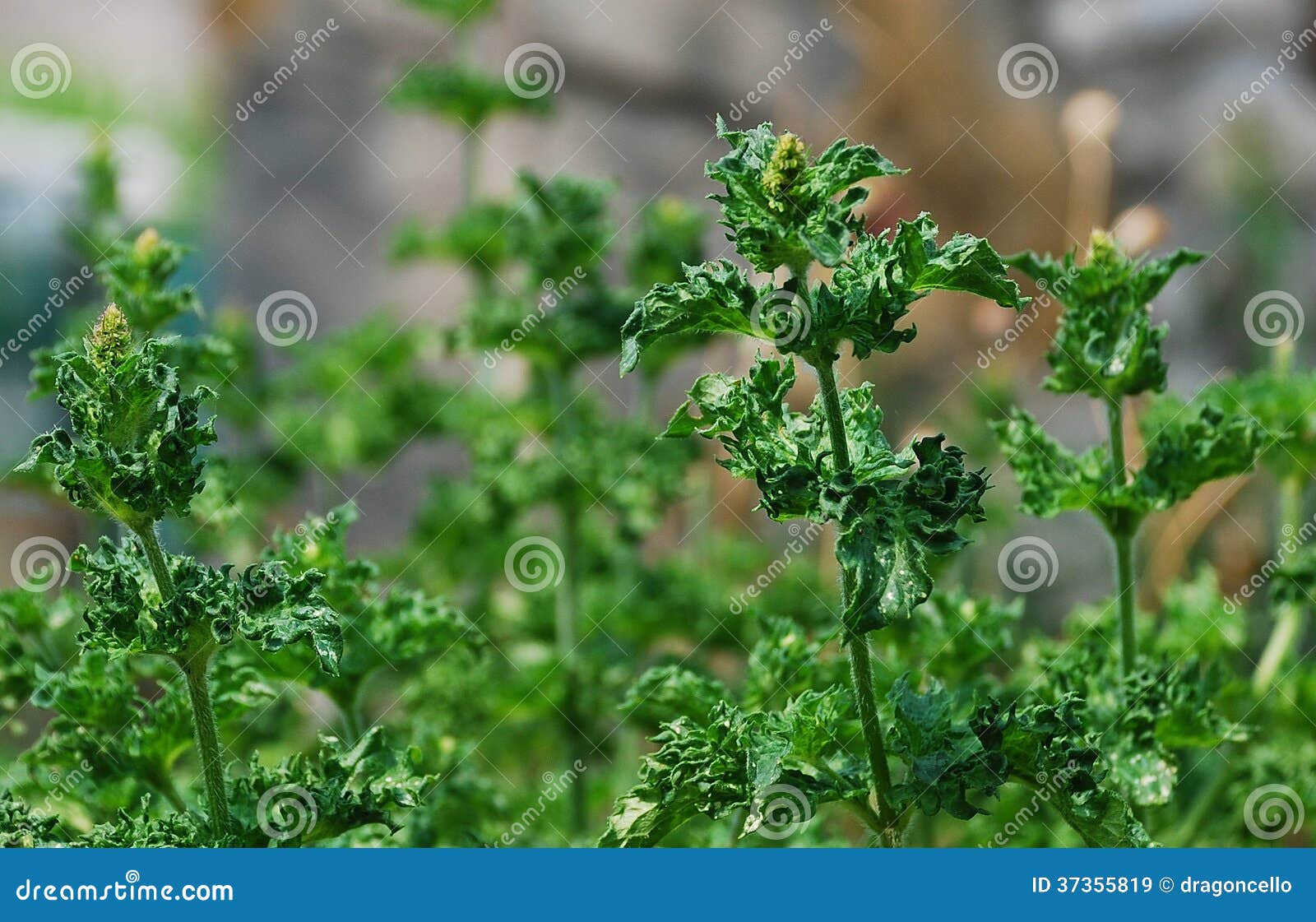 Curly Mint stock image. Image of curl, herbaceous, mints - 37355819