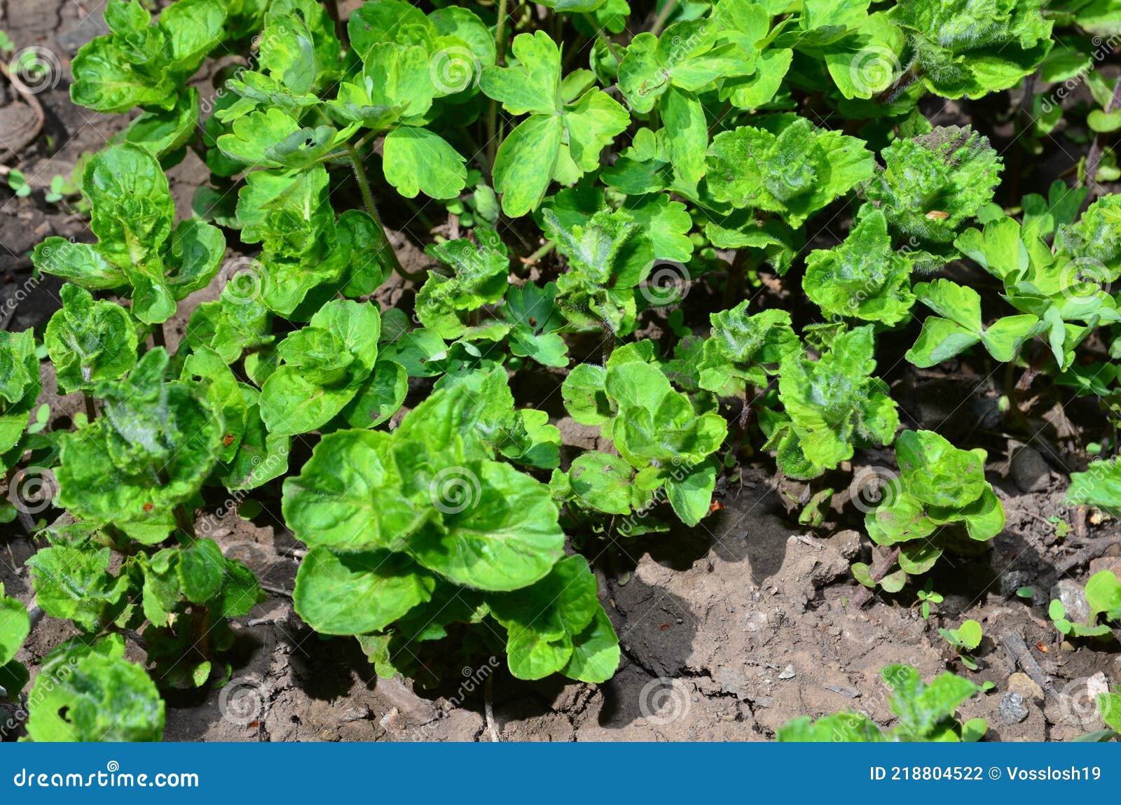 Curly mint is a spice. stock photo. Image of beautiful - 218804522