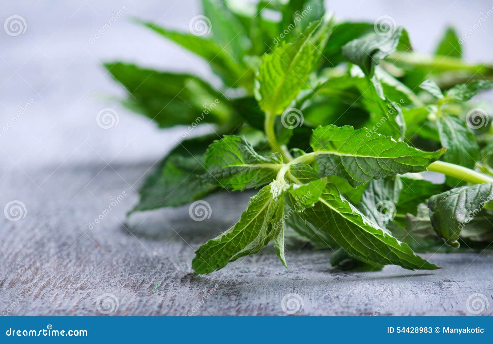 Curly mint stalks stock image. Image of bunch, background - 54428983