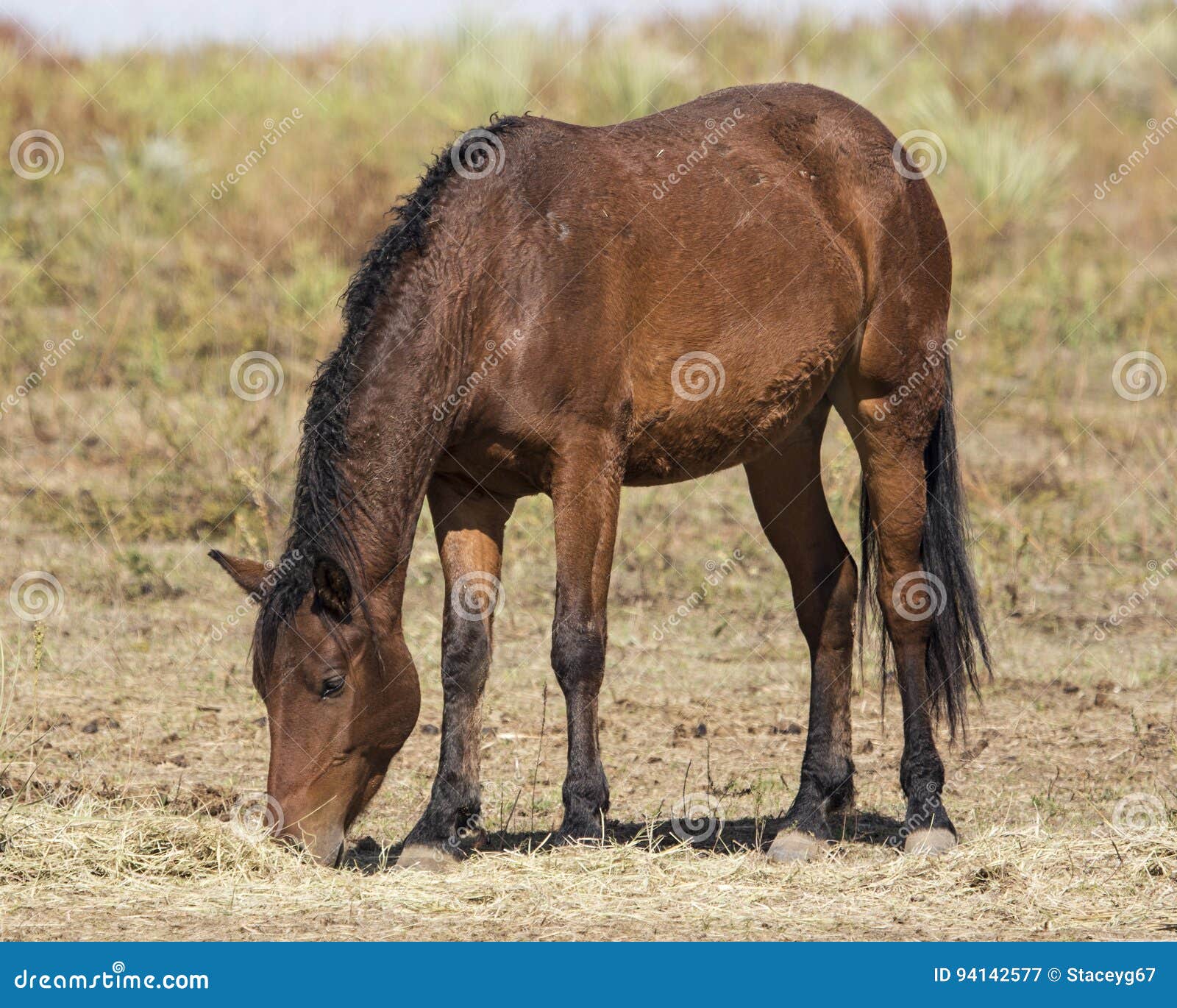 Curly Mustang Photos - Free & Royalty-Free Stock Photos from Dreamstime