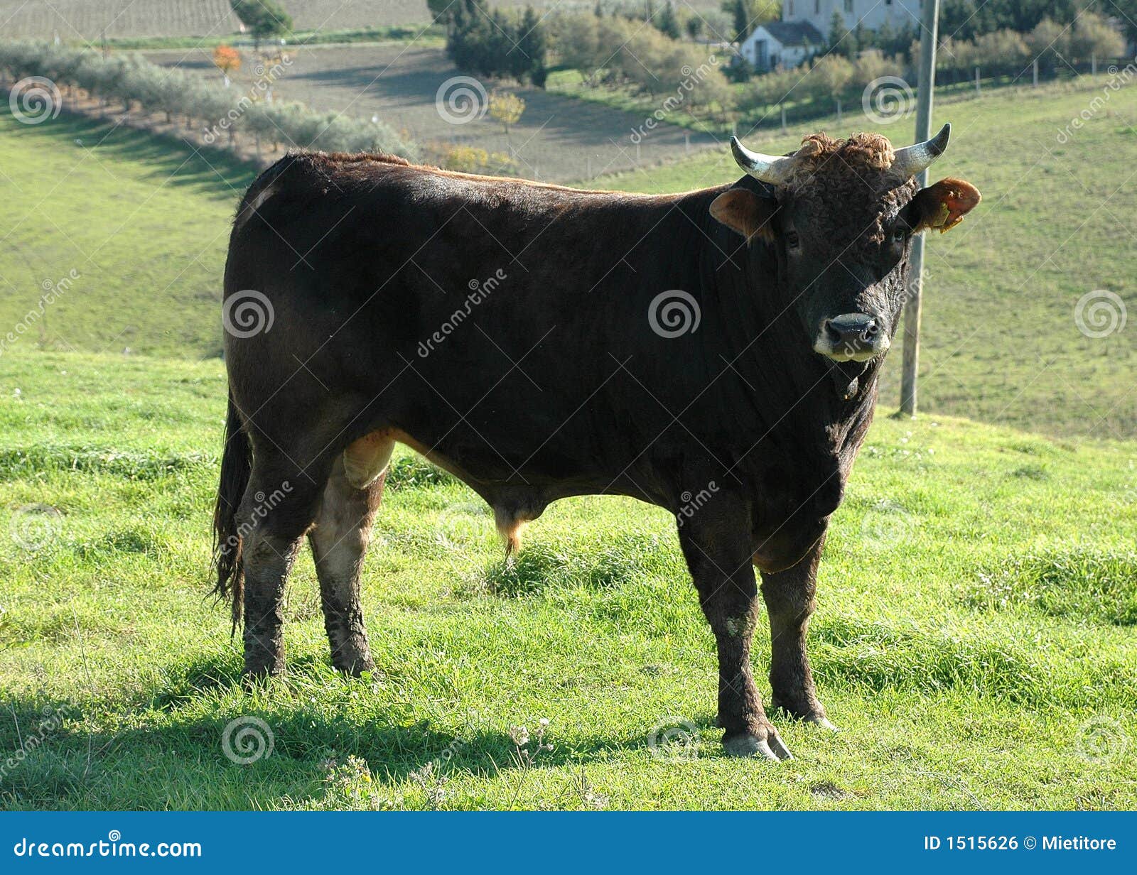 Curly Ox stock photo. Image of herdsman, bull, domestic - 1515626