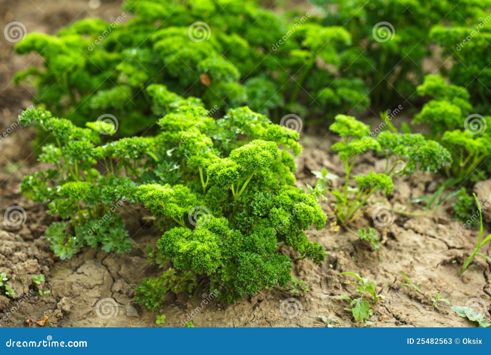 Curly parsley stock image. Image of aromatic, organic - 25482563