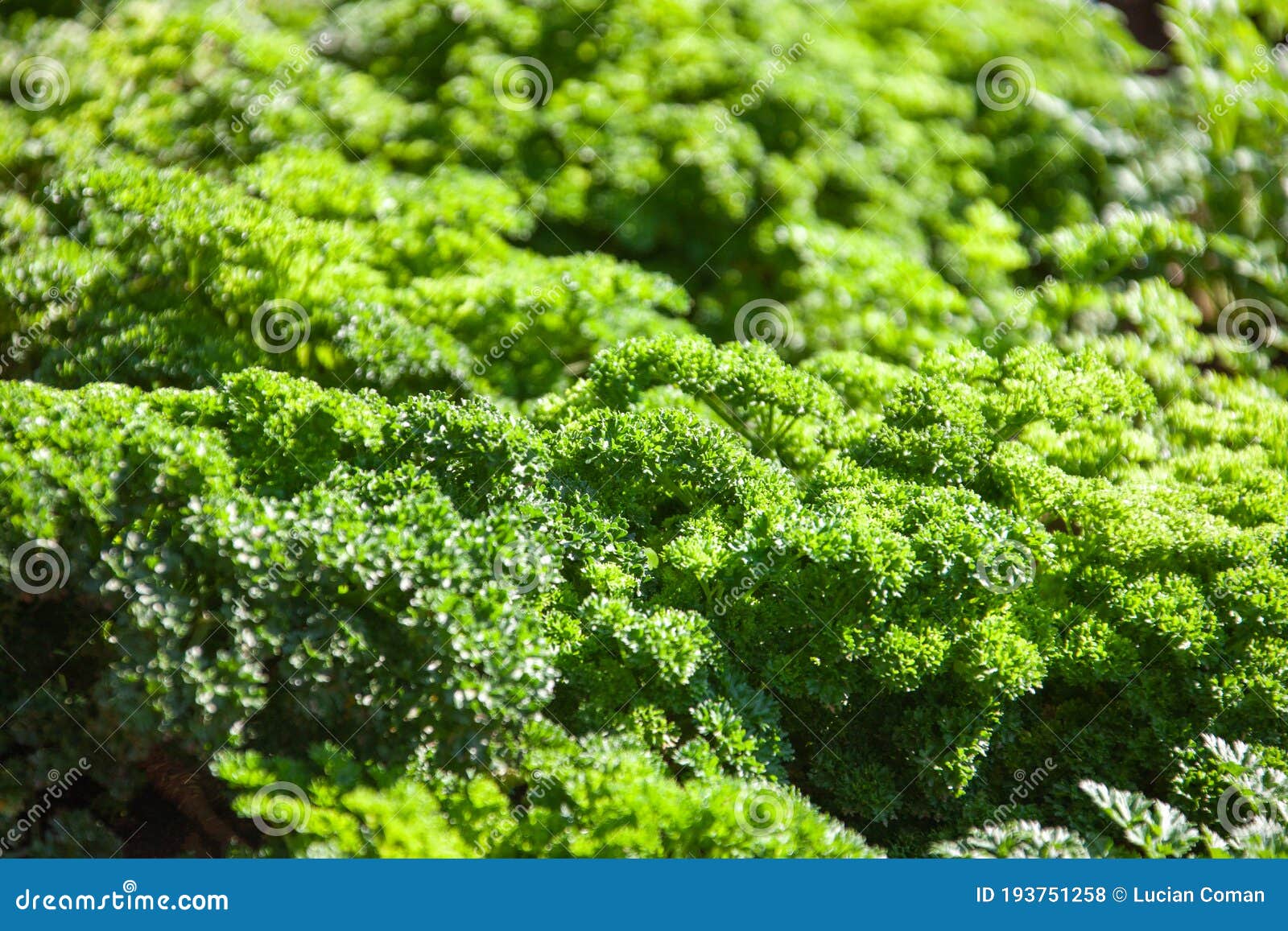 Curly Parsley Isolated On White Background Royalty-Free Stock Photography | CartoonDealer.com ...