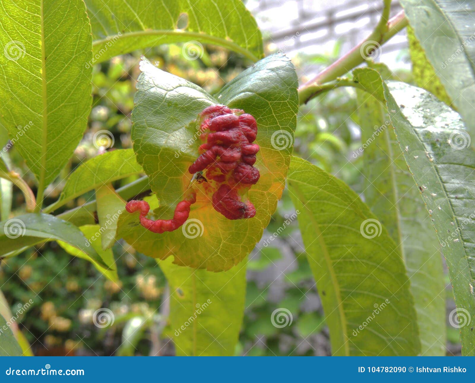 Curly on Peach Tree Leaves. Leaf Curl Stock Photo - Image of green ...