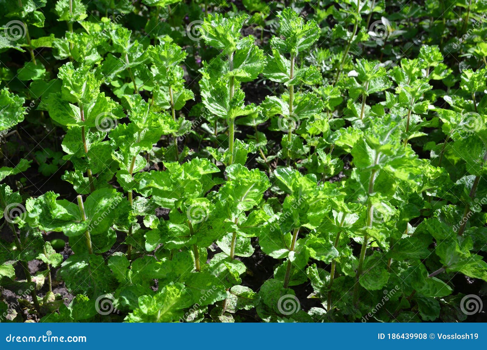 Curly Peppermint Plantation on a Summer Day. Stock Photo - Image of ...
