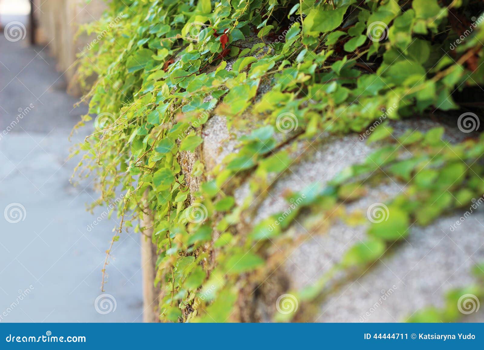 Curly plant stock image. Image of plant, tree, sidewalk - 44444711