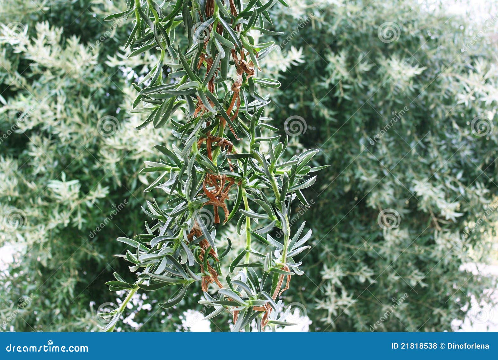 Curly plant with leaves stock photo. Image of branch - 21818538