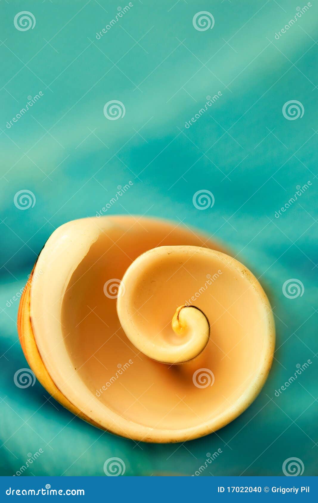 Curly sea shell. stock photo. Image of holiday, color - 17022040