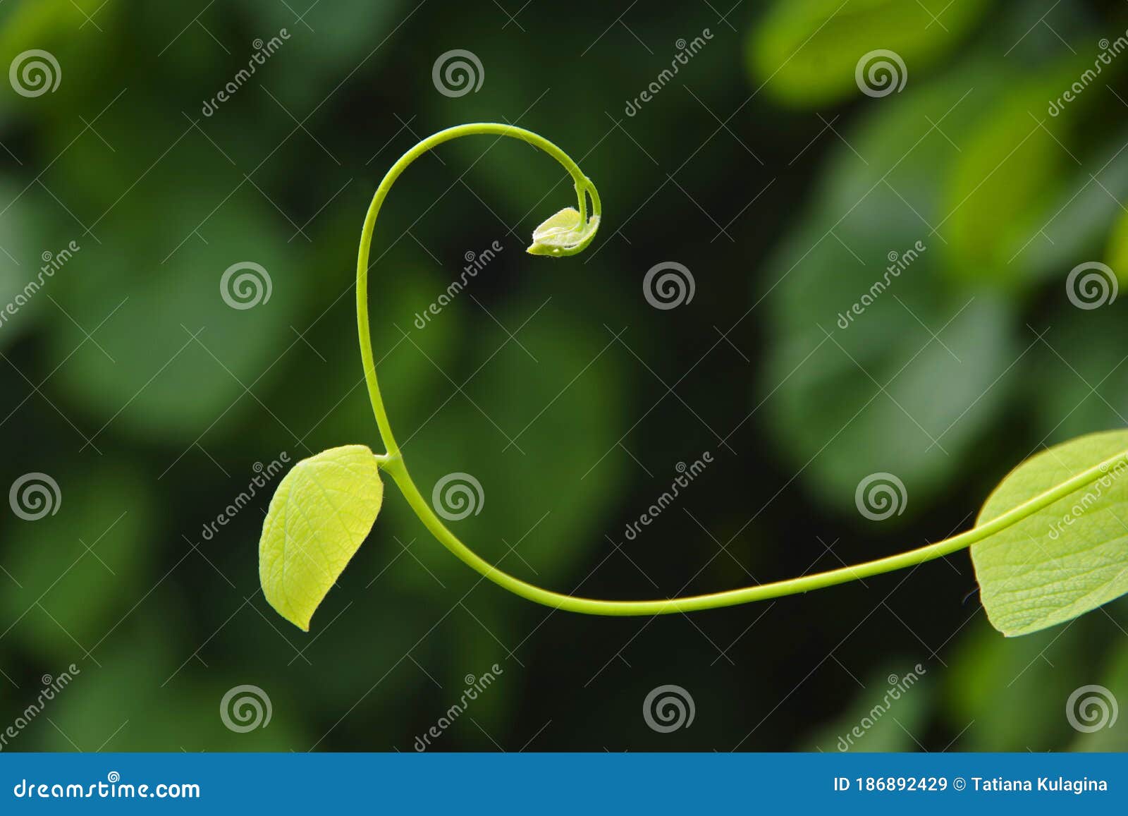Curly Stem of a Climbing Plant . Stock Image - Image of effect, plant ...