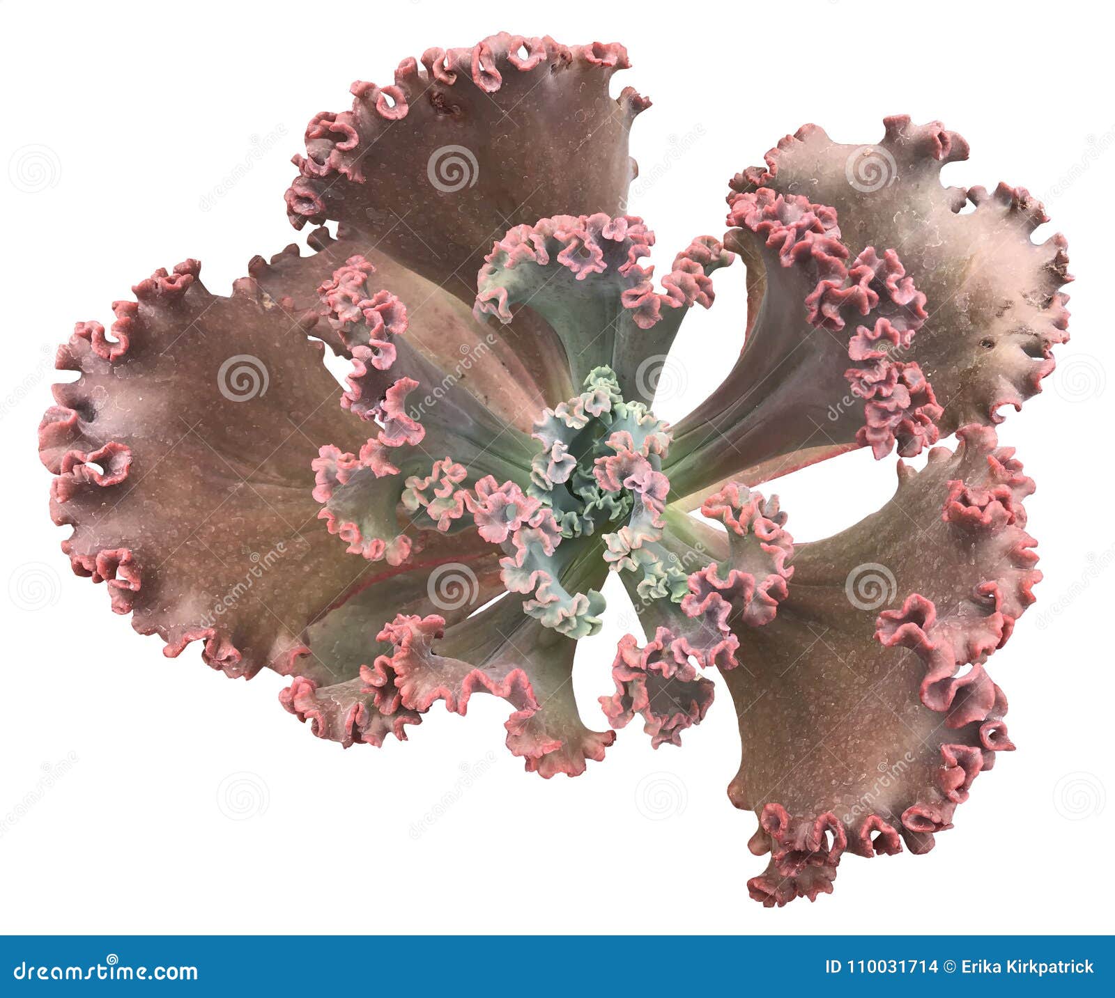 Curly Succulent Plant Isolated Stock Photo - Image of flora, exotic ...