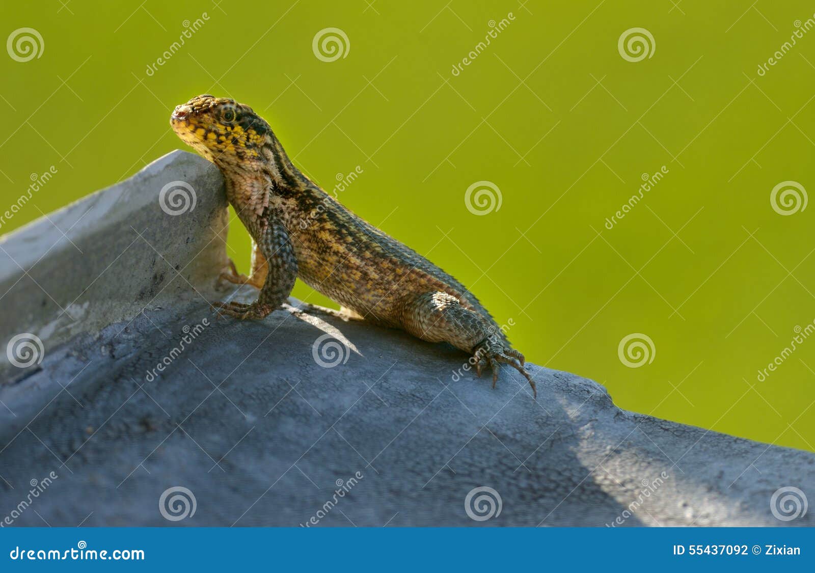Curly tail lizard stock photo. Image of tail, curly, gornick - 55437092