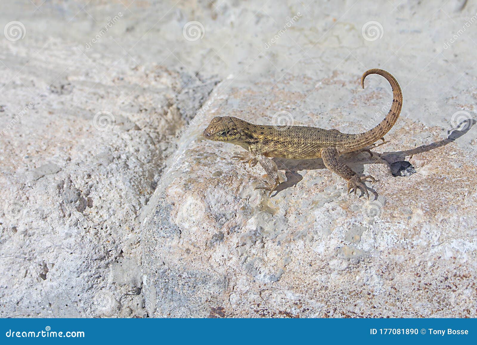 Curly Tail Lizard stock photo. Image of sunning, brown - 177081890