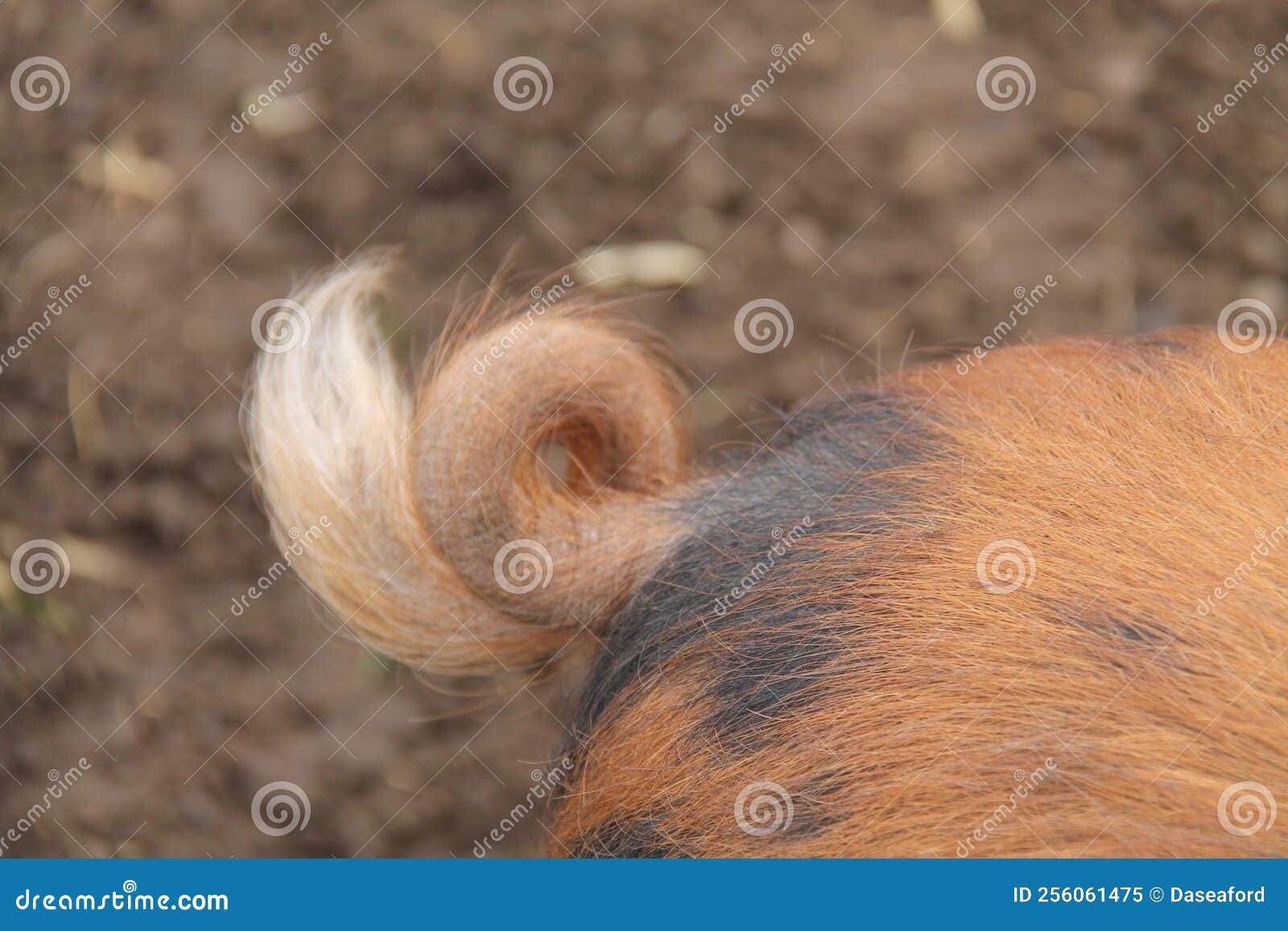 Curly Tail of a Pig. stock image. Image of black, curl - 256061475
