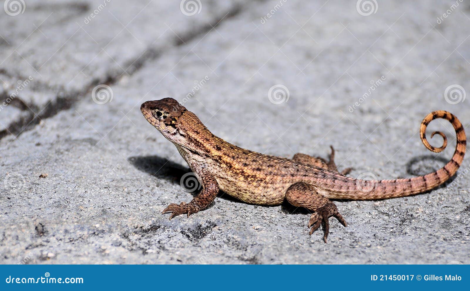Curly-tailed Lizard stock image. Image of predators, reptile - 21450017