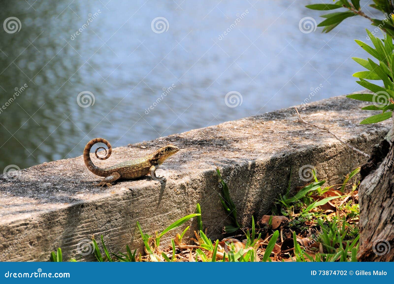 Curly-tailed Lizard in Florida Stock Photo - Image of predator, colored ...