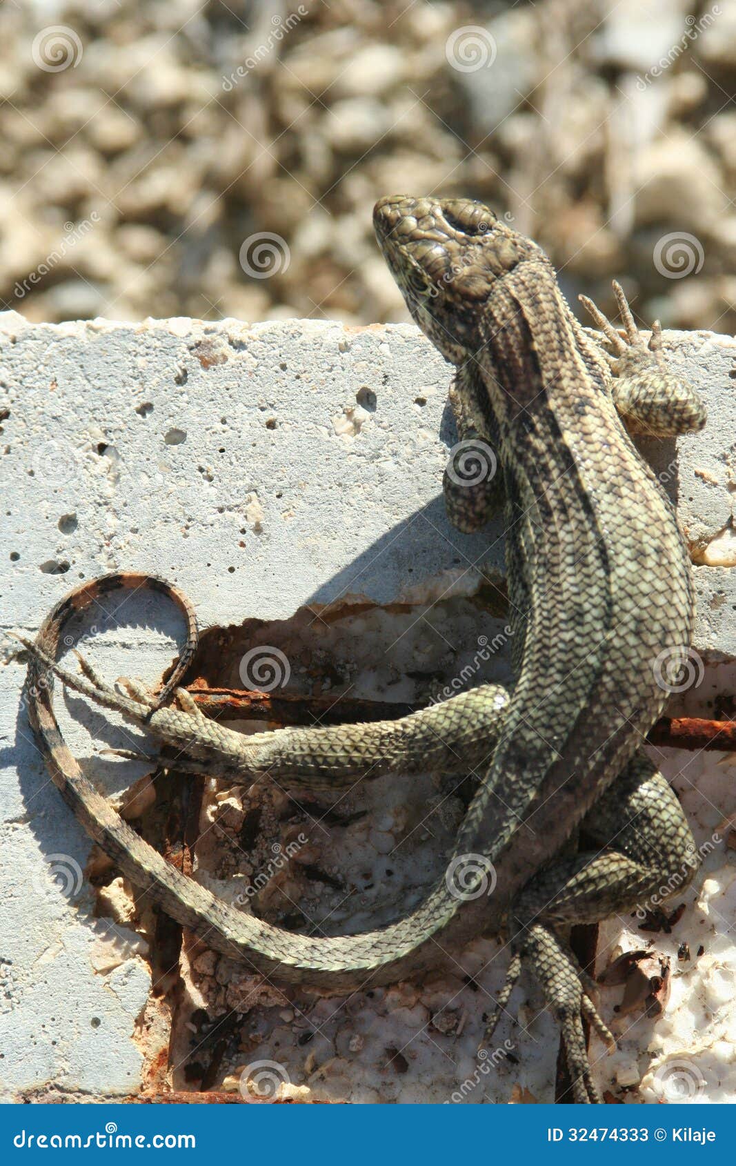 Curly Tailed Lizard stock image. Image of animal, tail - 32474333