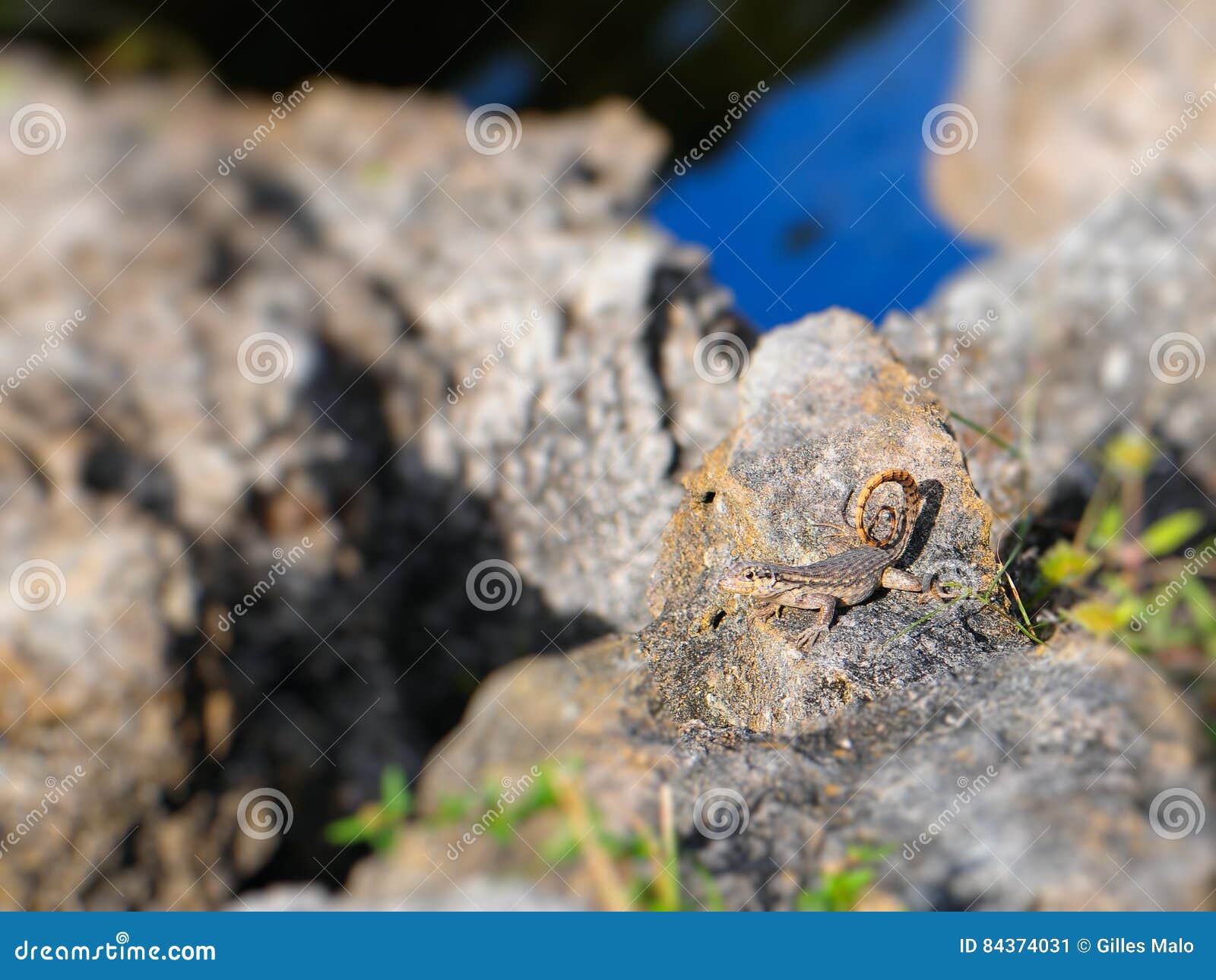 Curly-tailed Lizard stock image. Image of outdoor, lizards - 84374031