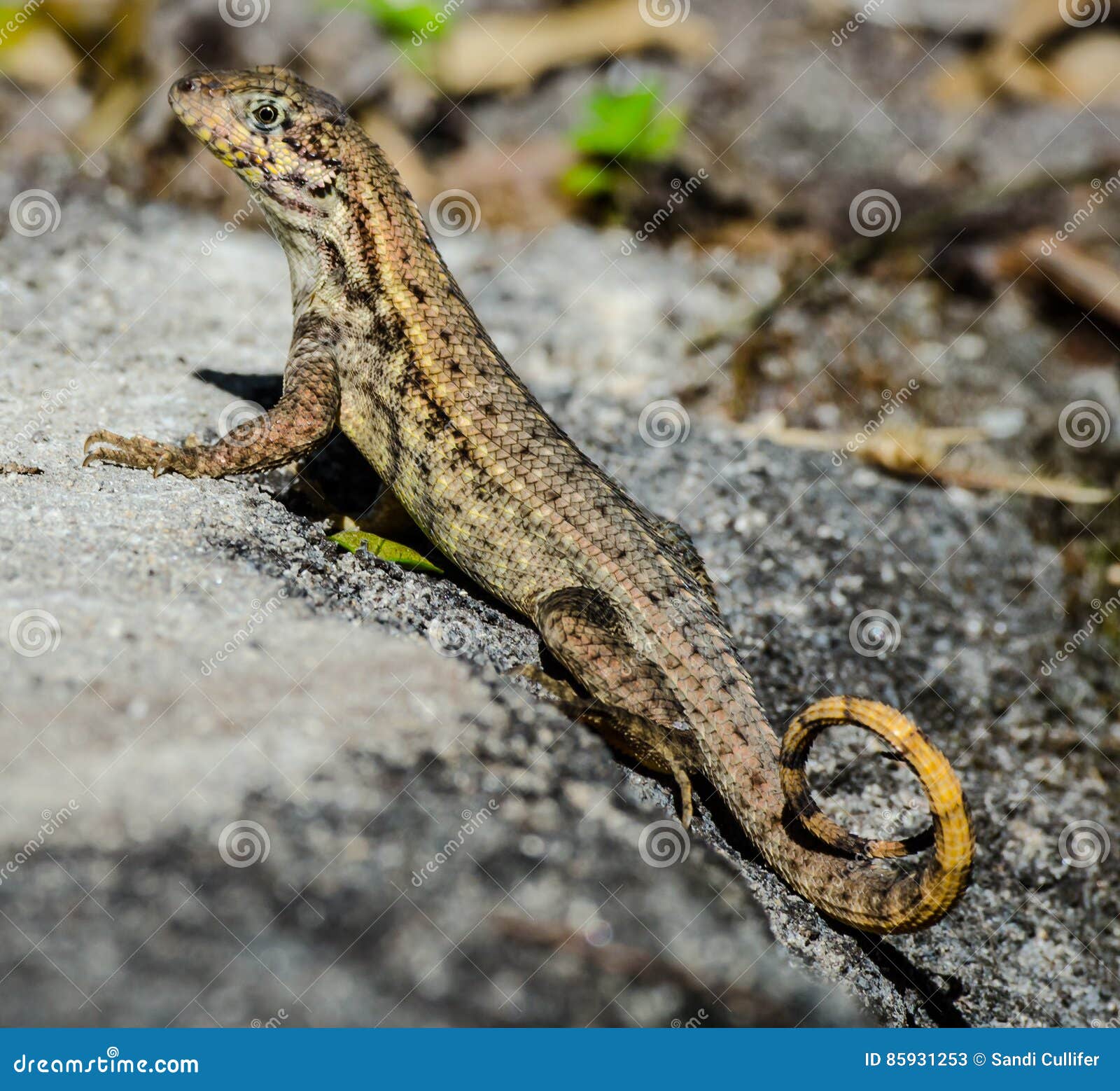 Curly Tailed Lizard on a Rock Stock Image - Image of reptile, yellow ...