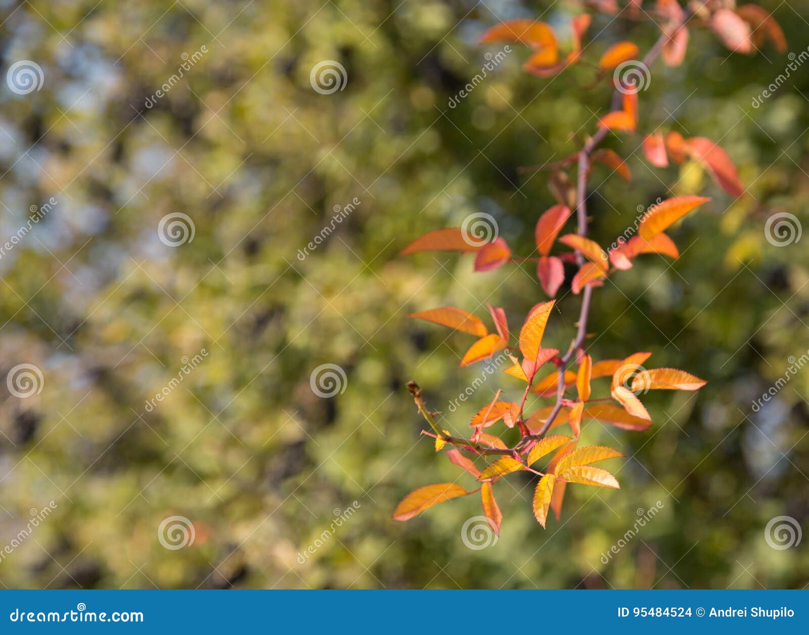 Curly tree branch fall stock photo. Image of branch, backlit - 95484524