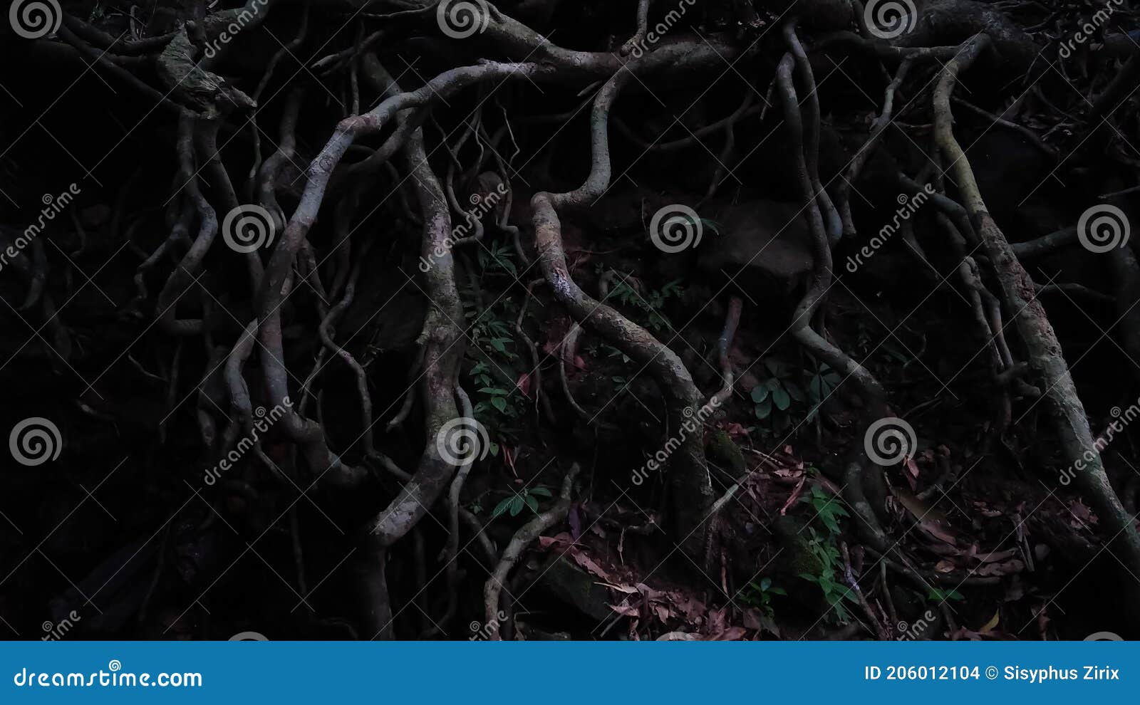 Curly tree roots stock photo. Image of leaf, plant, branch - 206012104