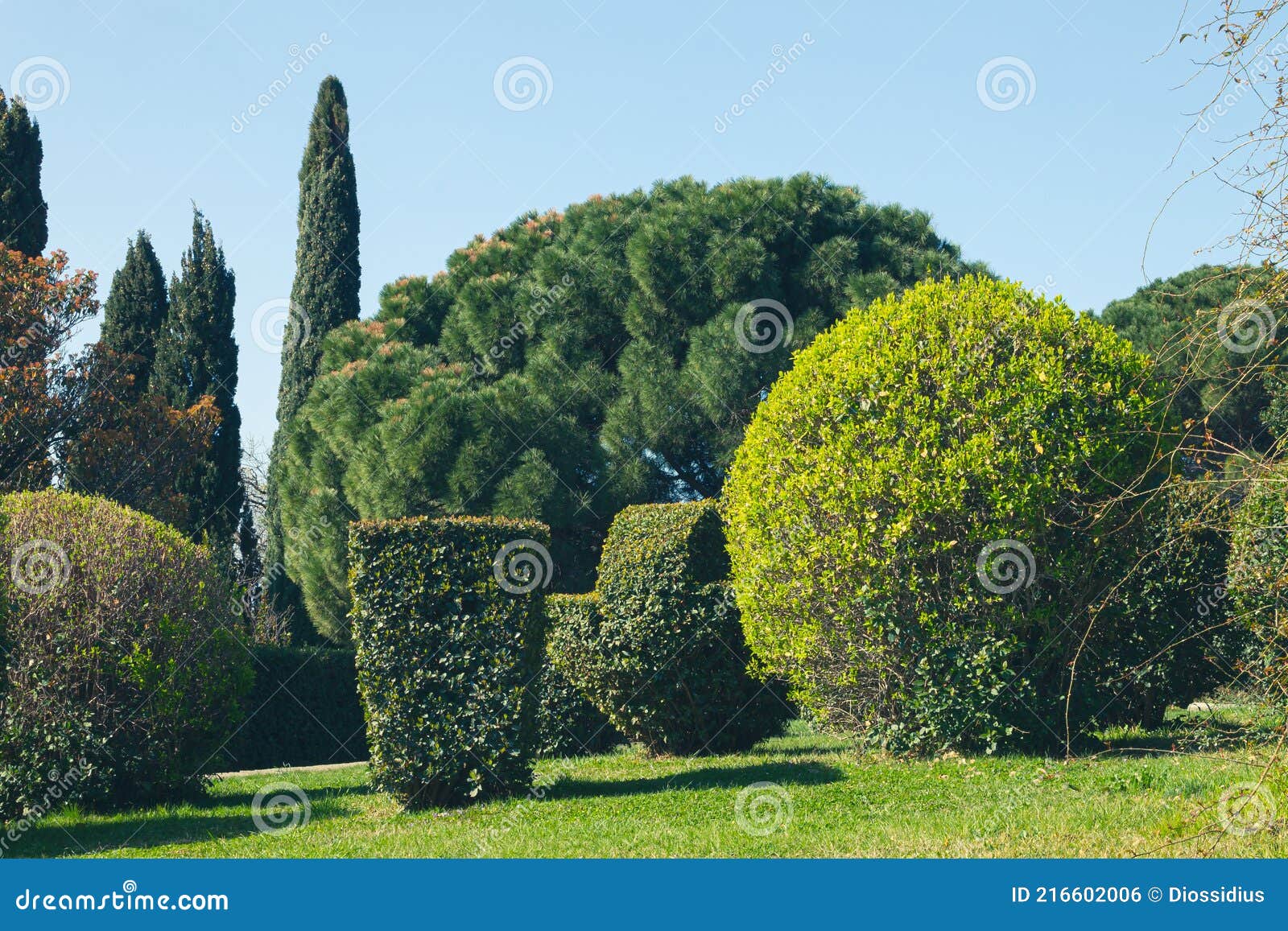 Curly Trees in the Park with Green Foliage Stock Photo - Image of plant ...